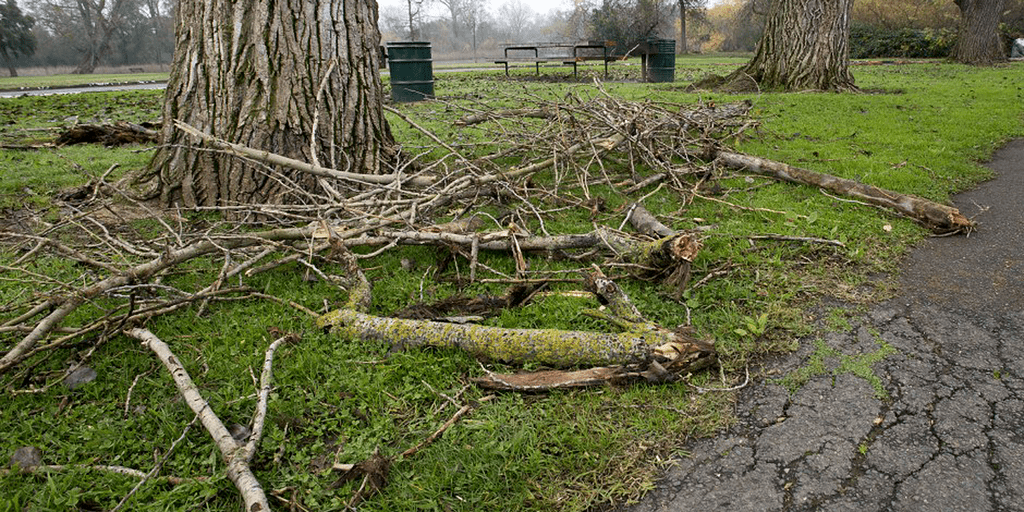 Spiritual Meaning Of A Fallen Tree Branch