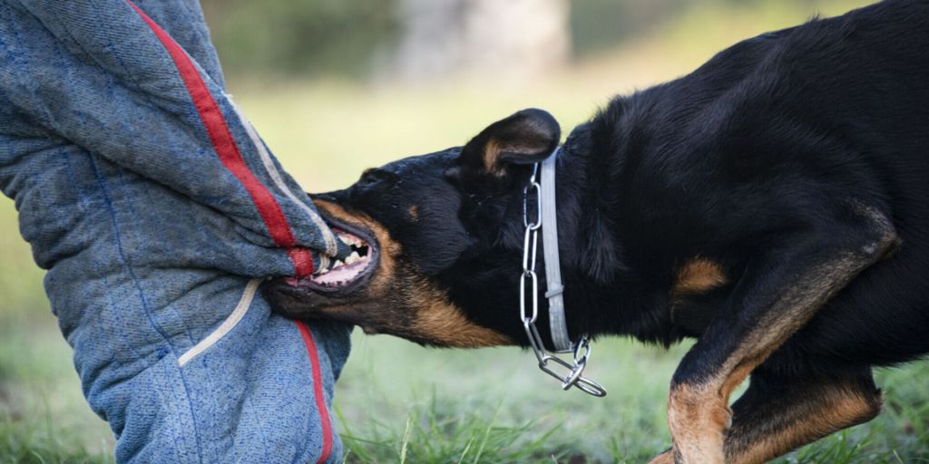 Dream About Dog Biting: Unraveling the Spiritual Meanings and ...